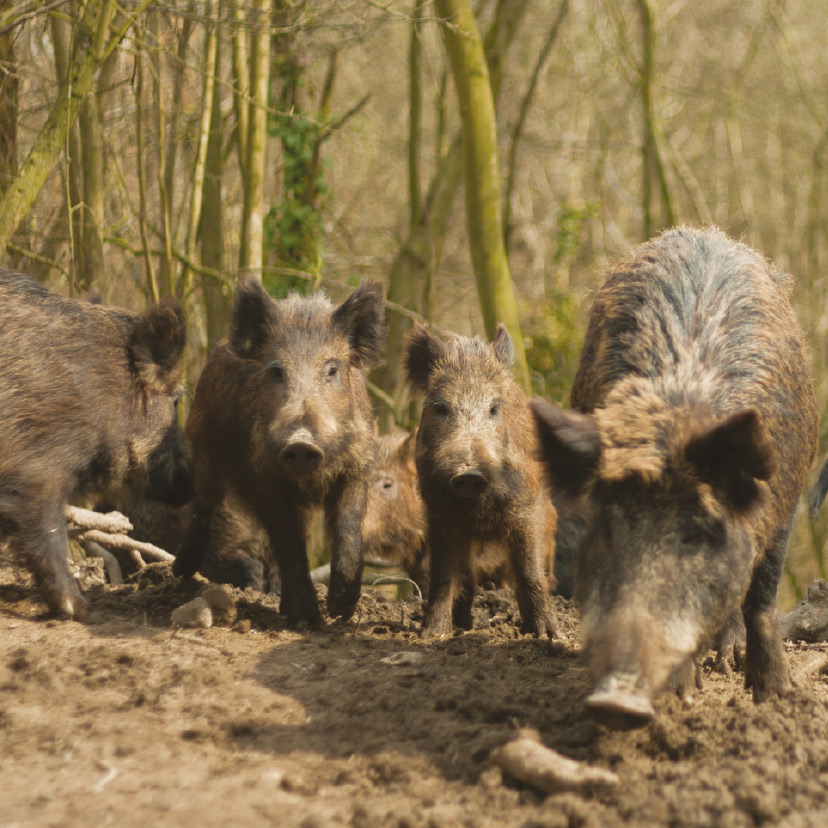 Wild Boar Weaners For Sale