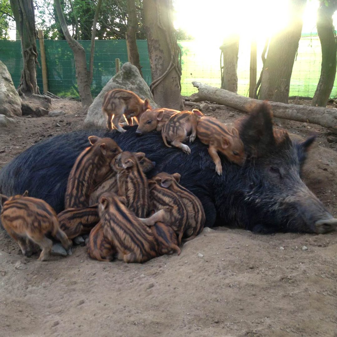 Producers of purebred Wild Boar