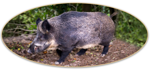 Free range Wild Boar availabe at Butchers in Kent